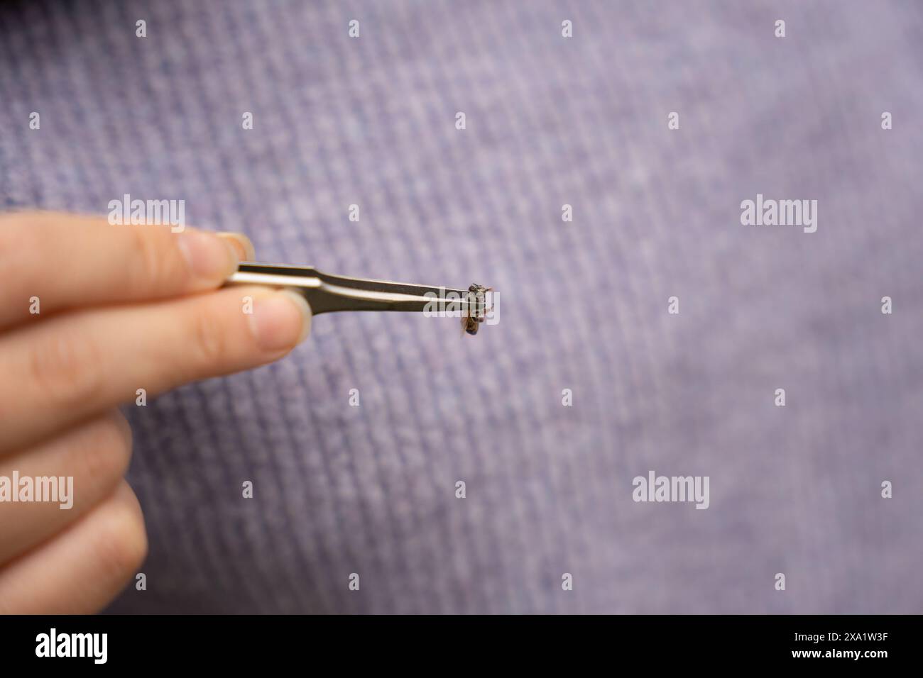 A close-up of hand holding bee with tweezers Stock Photo - Alamy
