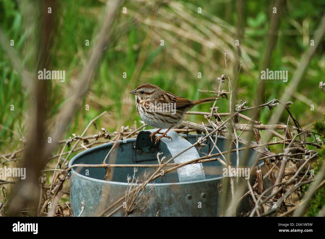 American tree sparrow perched hi-res stock photography and images - Alamy
