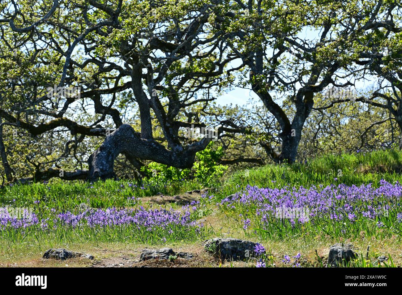 Beautiful rocks surrounded by lush trees and grass Stock Photo - Alamy