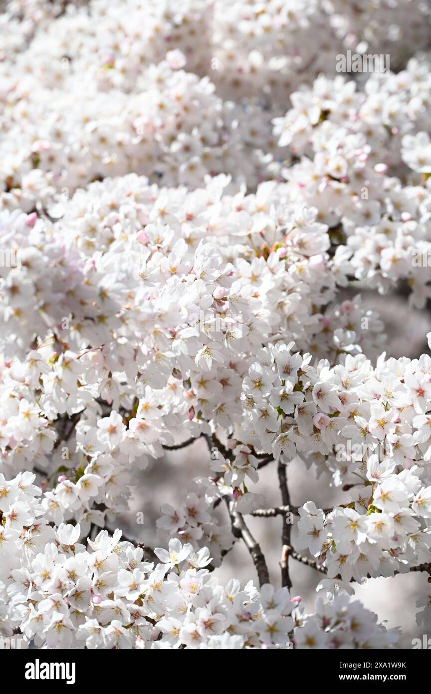 Large cluster of white blossoms hanging from a tree branch Stock Photo ...