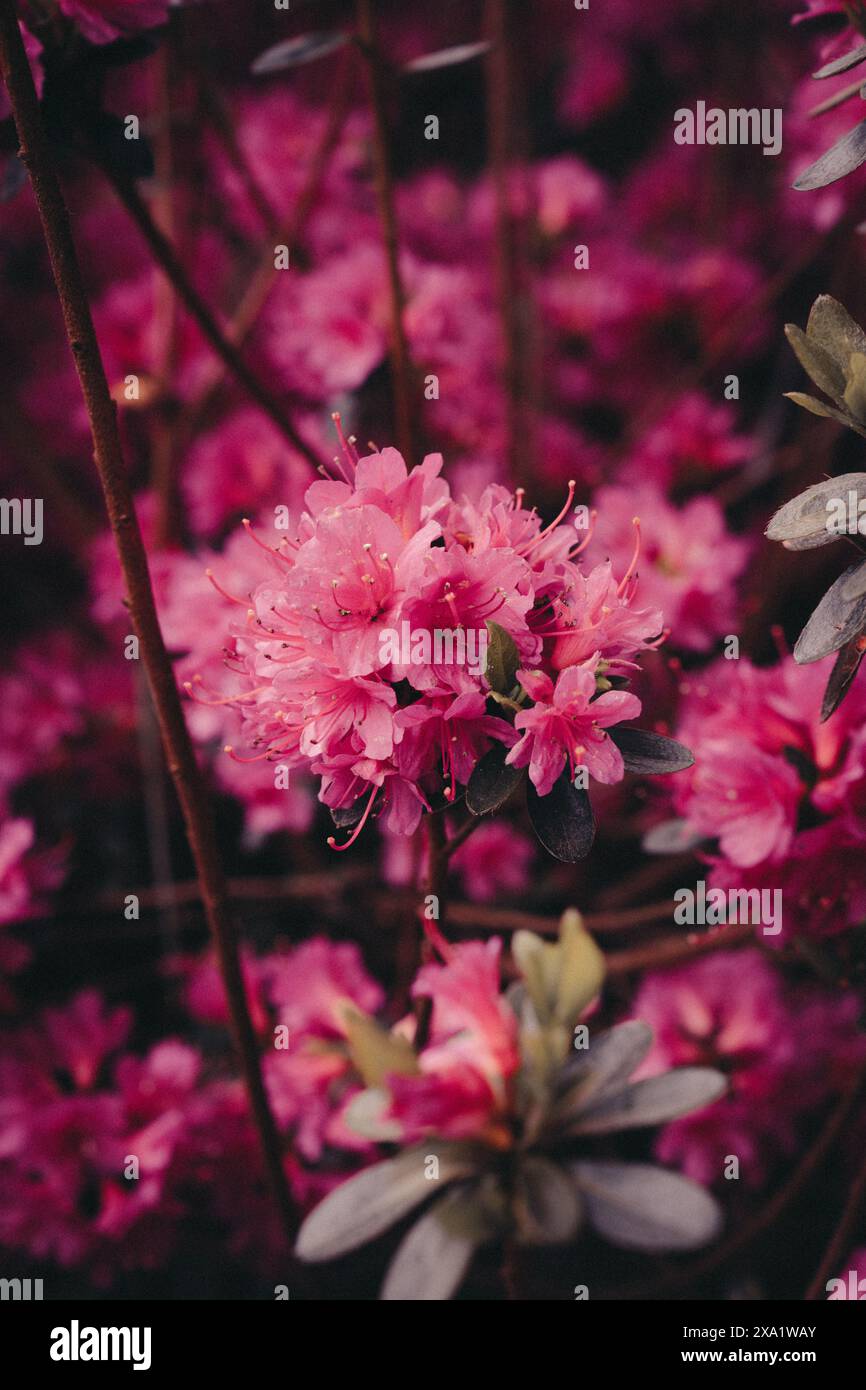 Pink azalea flower blooming beside green bushes in background Stock ...