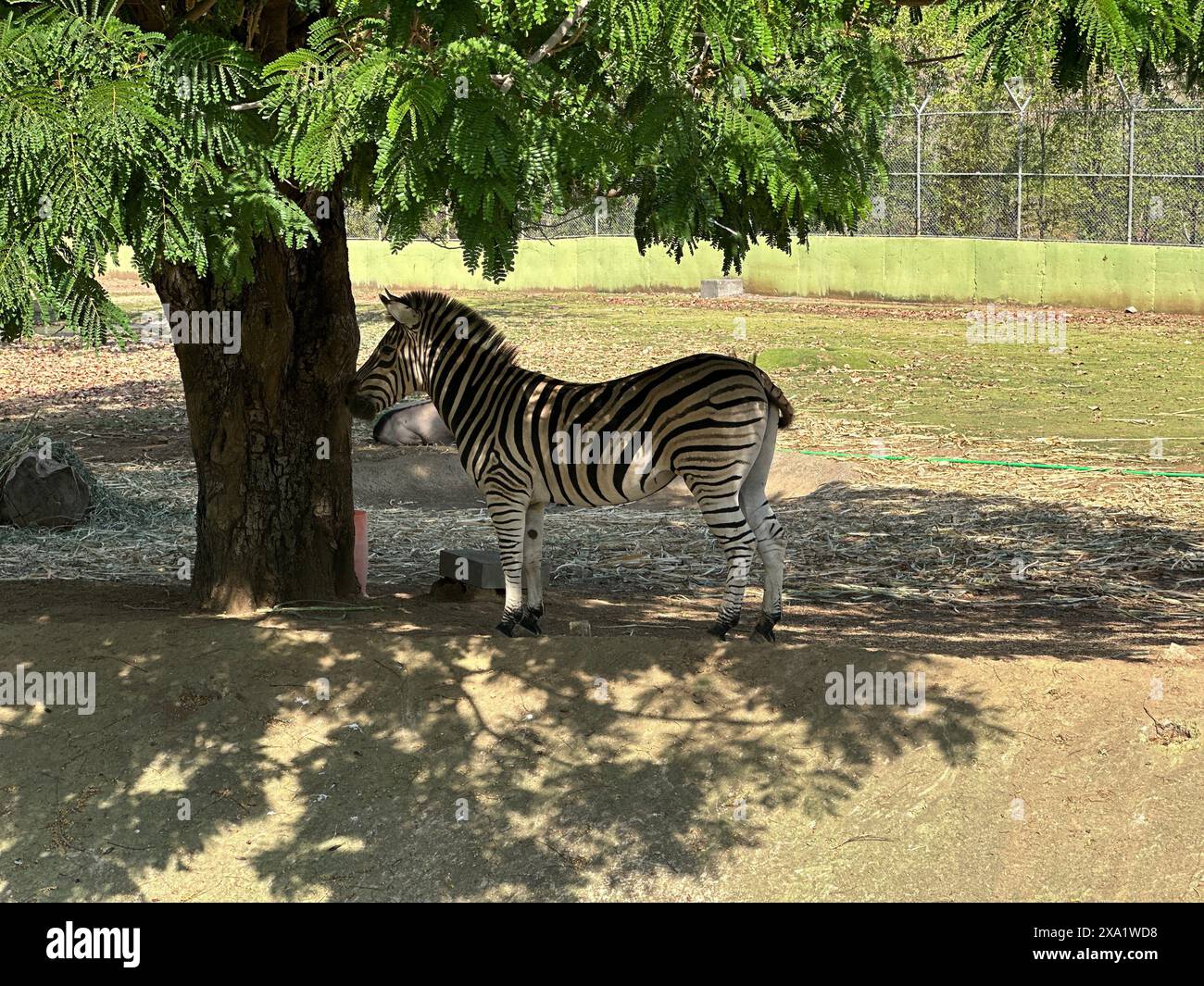 A zebra under a tree in a zoo enclosure Stock Photo - Alamy