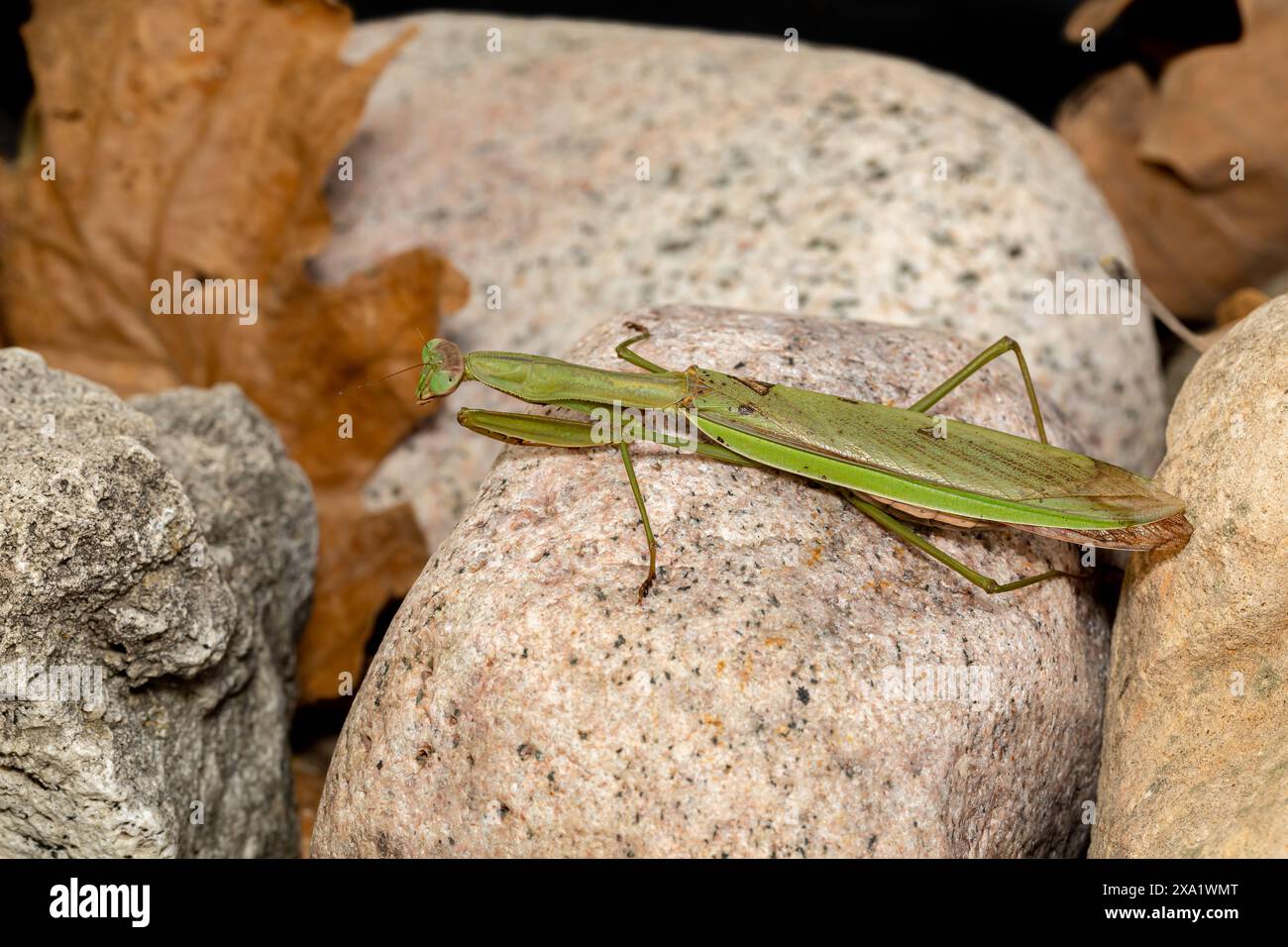 Chinese Mantis or Mantid resting on rocks. Concept of insect and ...