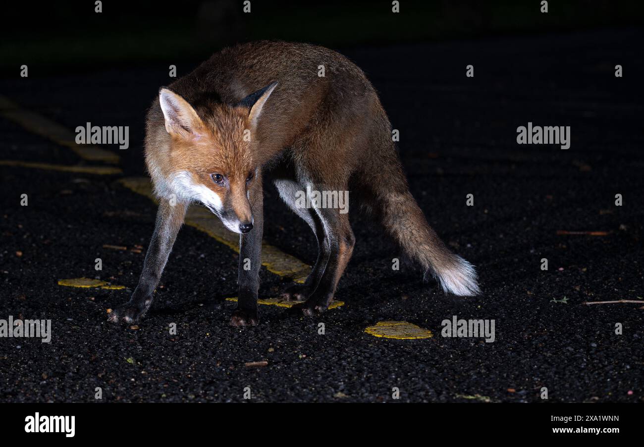 Fox road countryside hi-res stock photography and images - Alamy