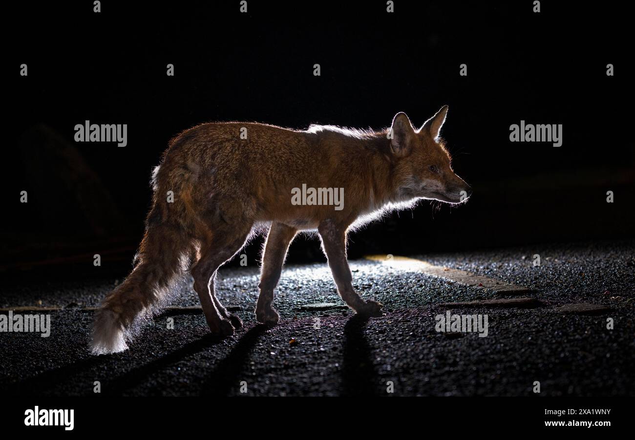 City fox at night hi-res stock photography and images - Alamy