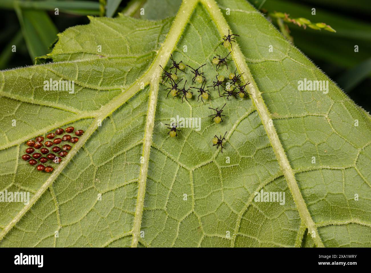 Squash beetle eggs and larvae instar on the underside of pumpkin plant ...