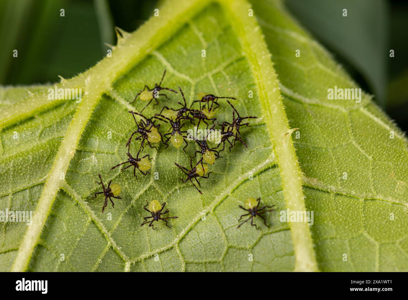 Squash beetle larvae instar on the underside of pumpkin plant leaf ...