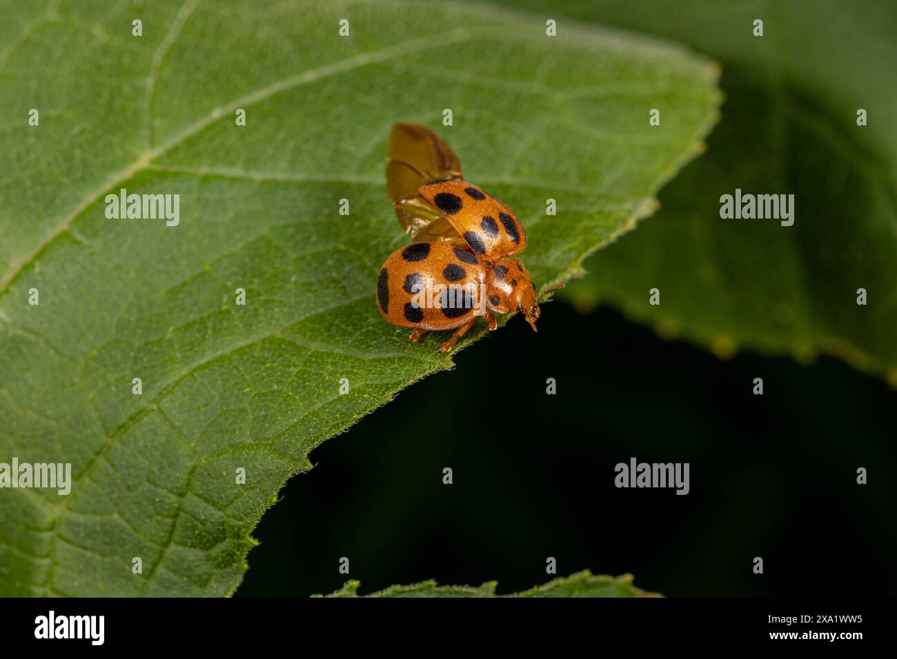 Squash beetle eating leaf of pumpkin plant. Garden insects, gardening ...