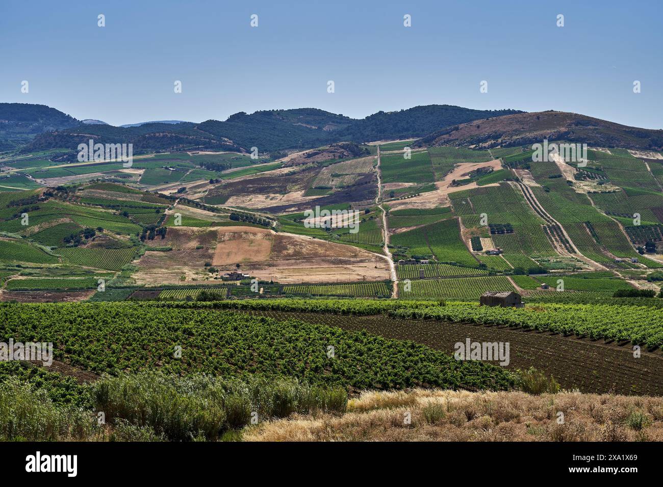 The Wineyardsa in a rural area in Sicily Stock Photo - Alamy