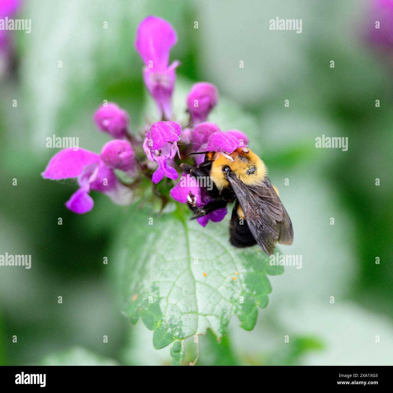 Bumble Bee (Bombus Stock Photo - Alamy