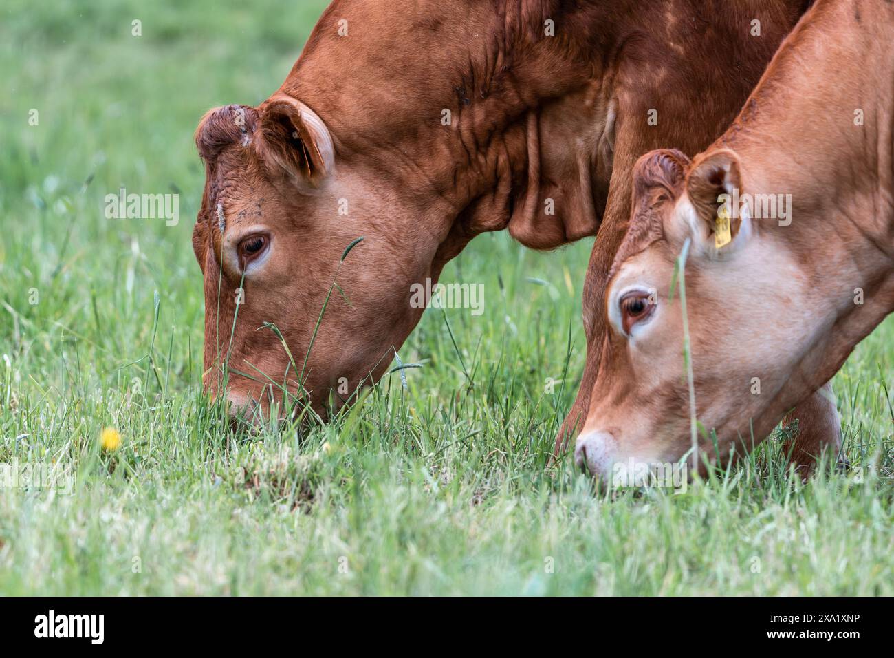 Grazing people hi-res stock photography and images - Alamy