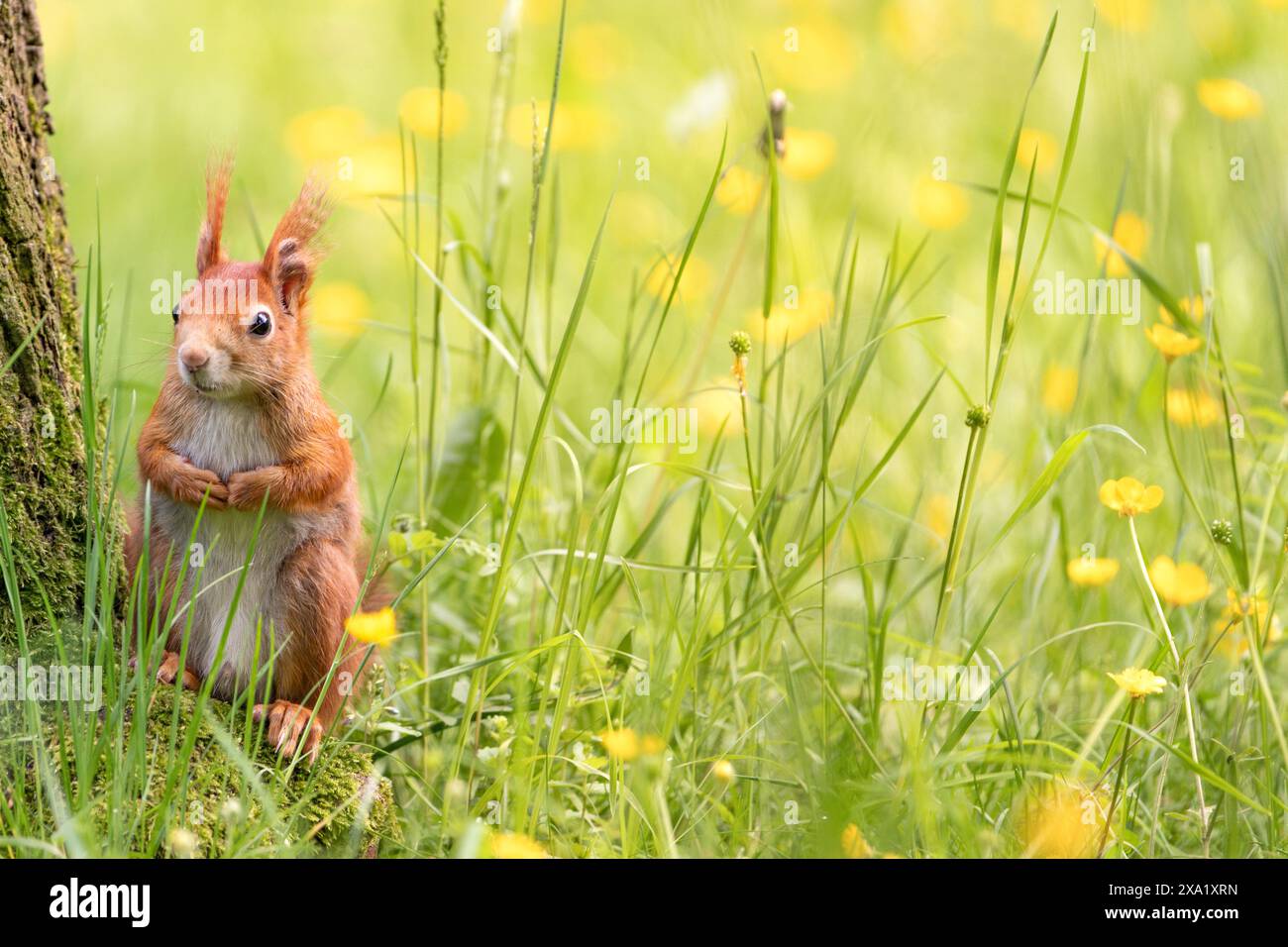 Cute and shy squirrel standing next to the tree trunk in the green ...