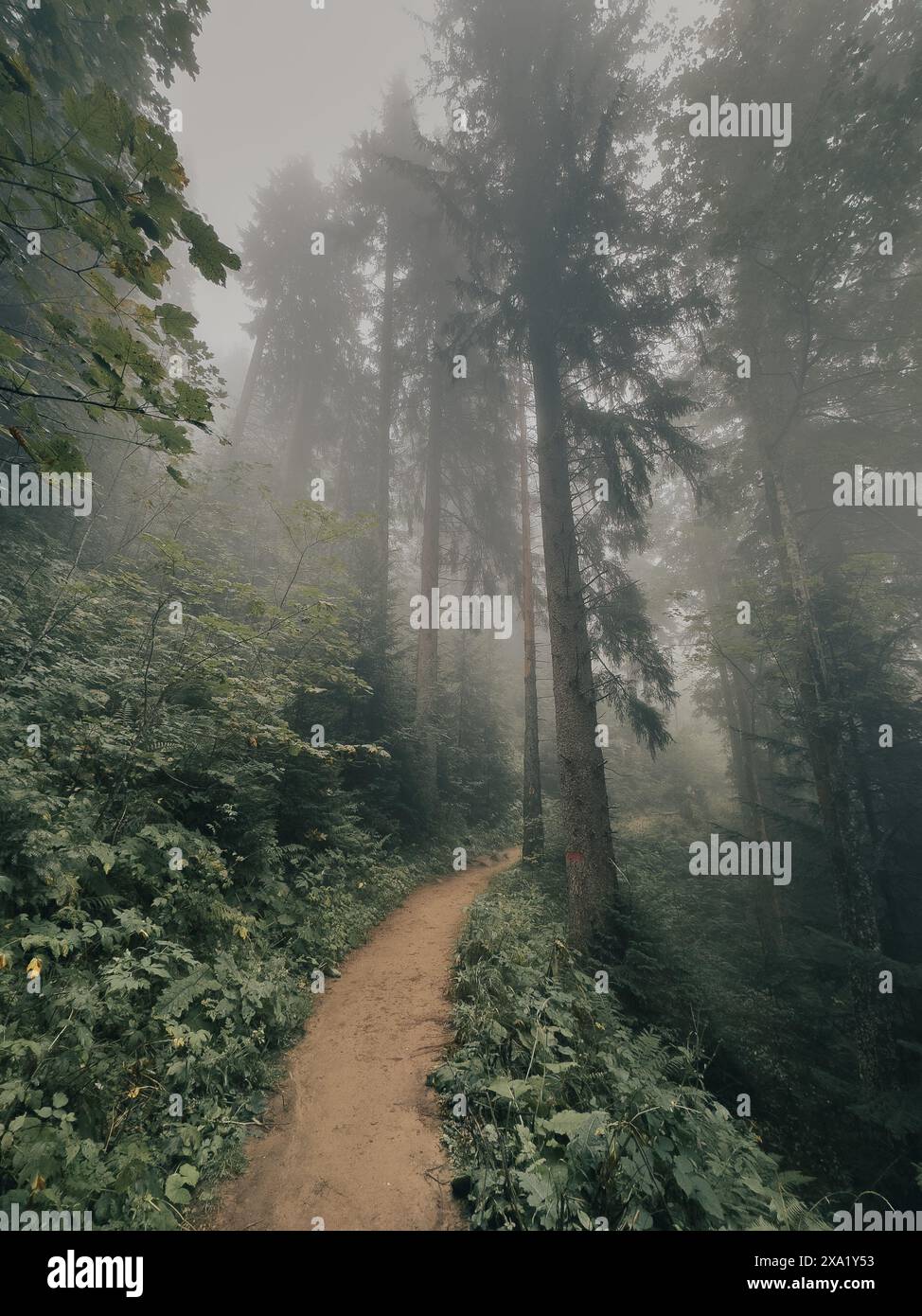 Winding path into the fog hi-res stock photography and images - Alamy