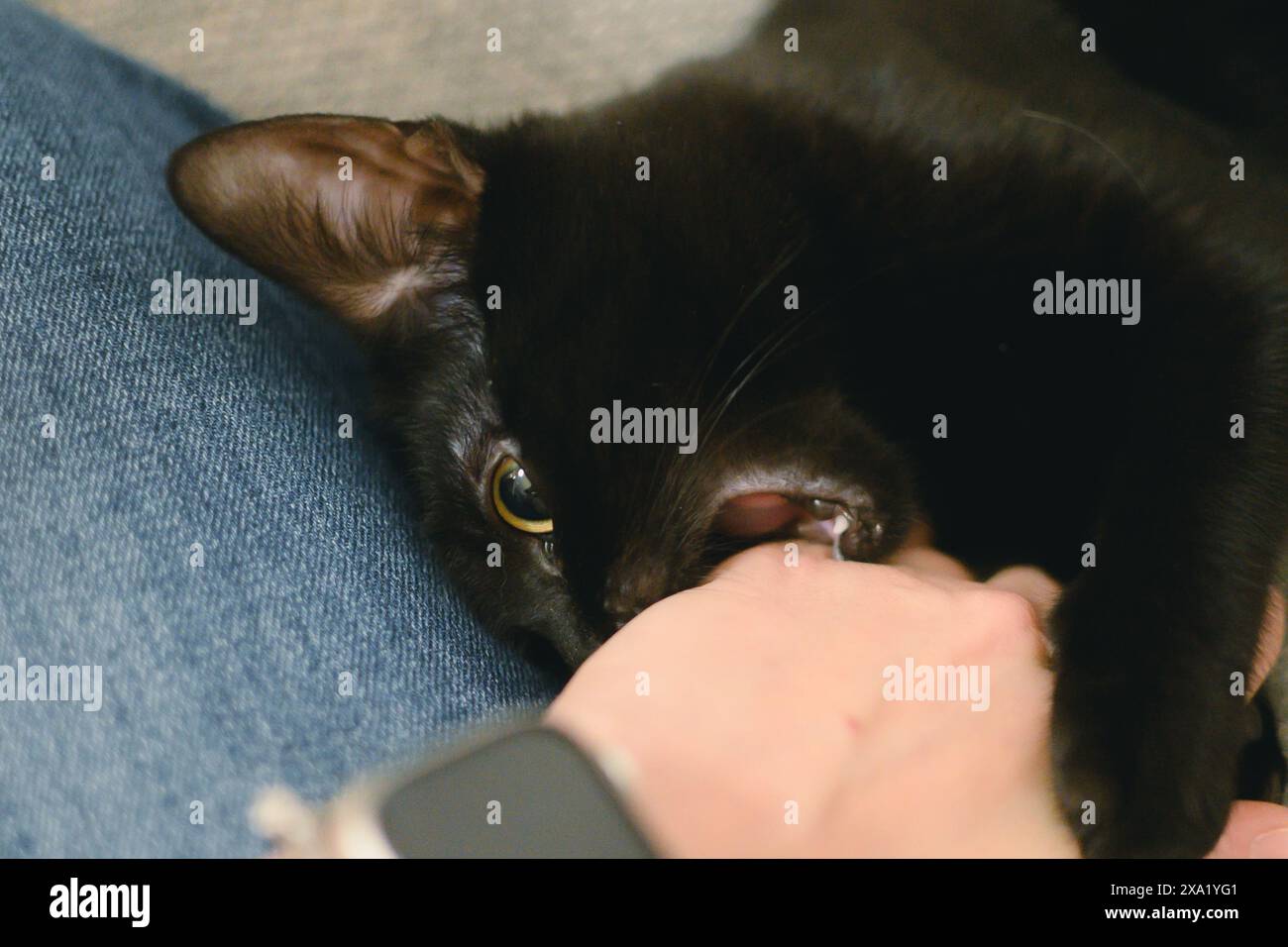 Teeth biting arm hi-res stock photography and images - Alamy