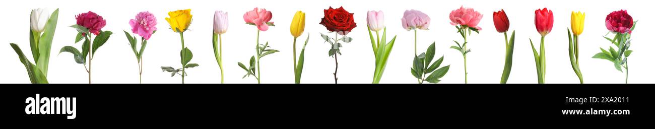 Different beautiful flowers isolated on white, set Stock Photo - Alamy