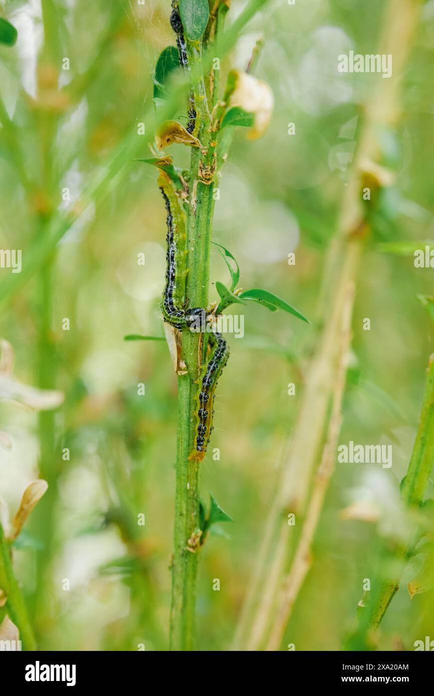 Boxwood pests. Green caterpillars are found on chewed boxwood branches ...