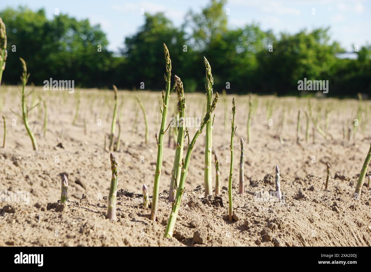 A close-up of fresh asparagus sproutings in soil Stock Photo - Alamy
