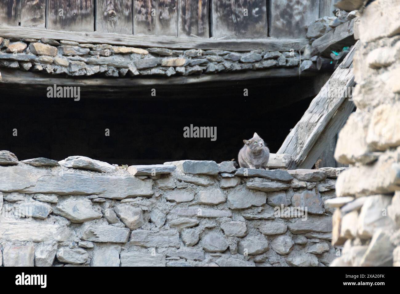 Two cats on stone wall of building Stock Photo - Alamy