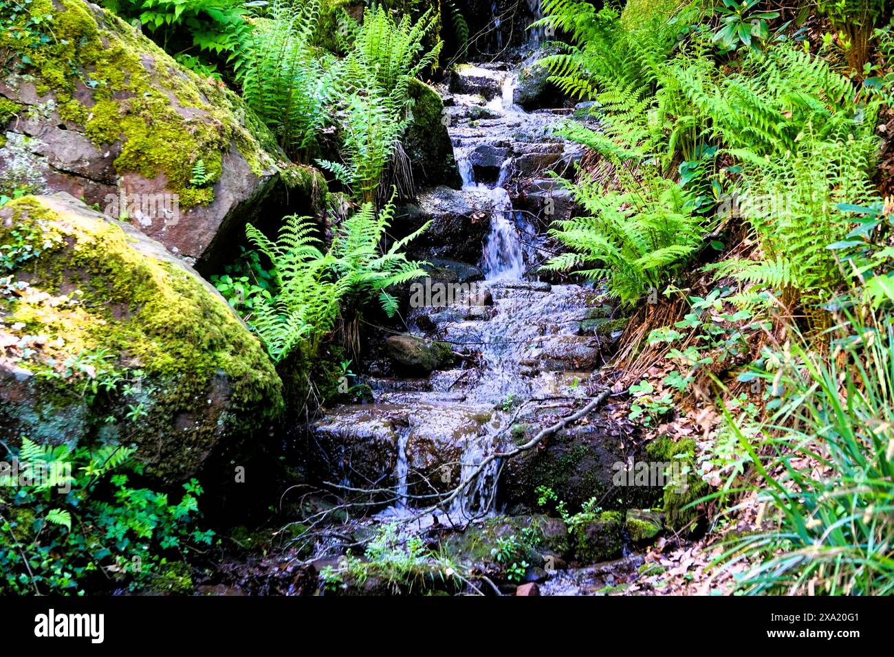 A serene outdoor scene with a cascading waterfall and lush plants Stock ...