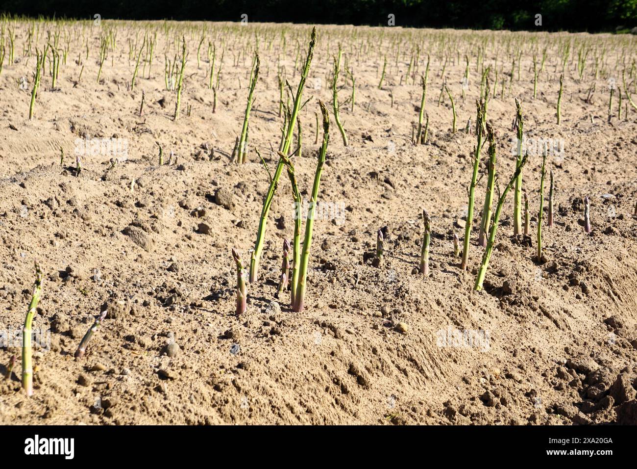 A close-up of fresh asparagus sproutings in soil Stock Photo - Alamy