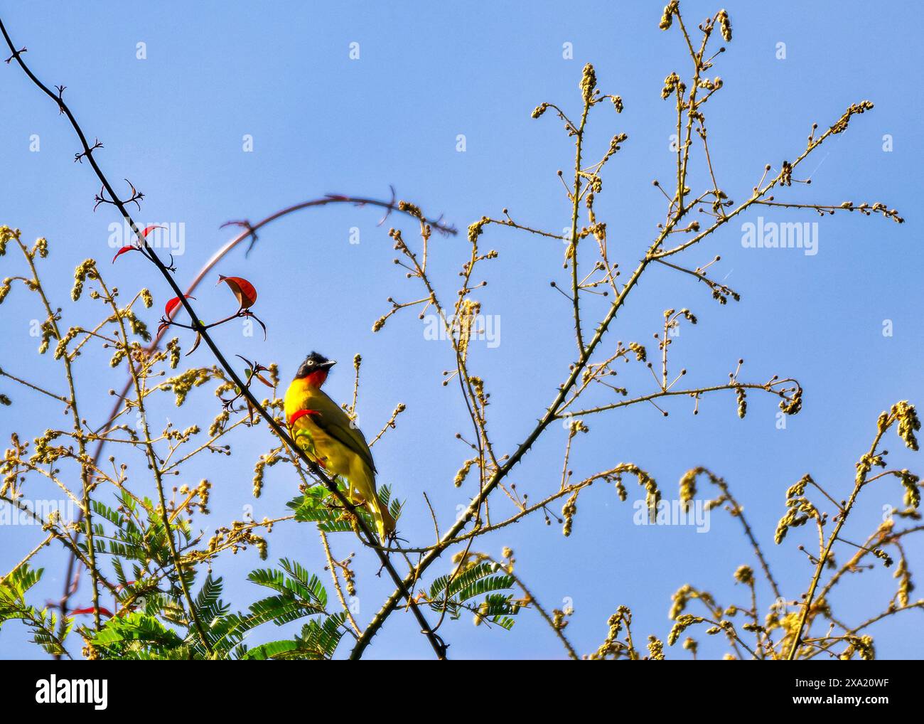 Black crested bulbul pycnonotus hi-res stock photography and images - Alamy