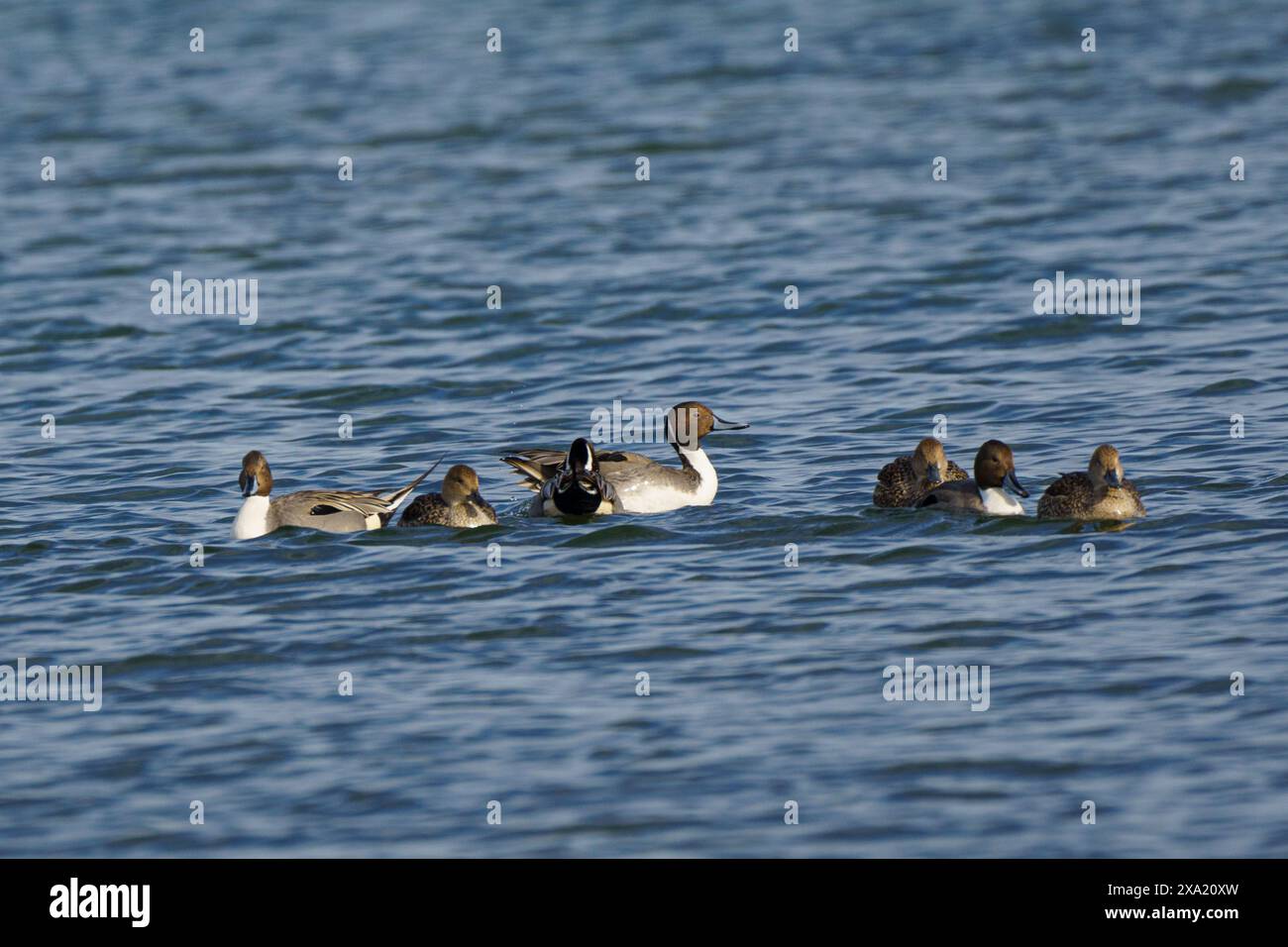 Flock northern pintail ducks swimming hi-res stock photography and images - Alamy
