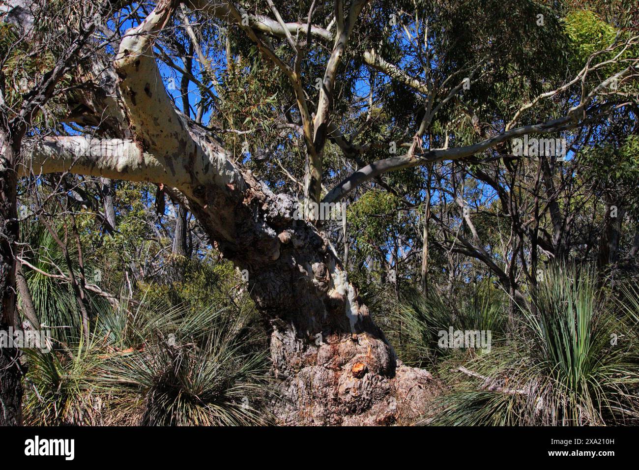 An Australian gum tree in a lush forest setting Stock Photo - Alamy