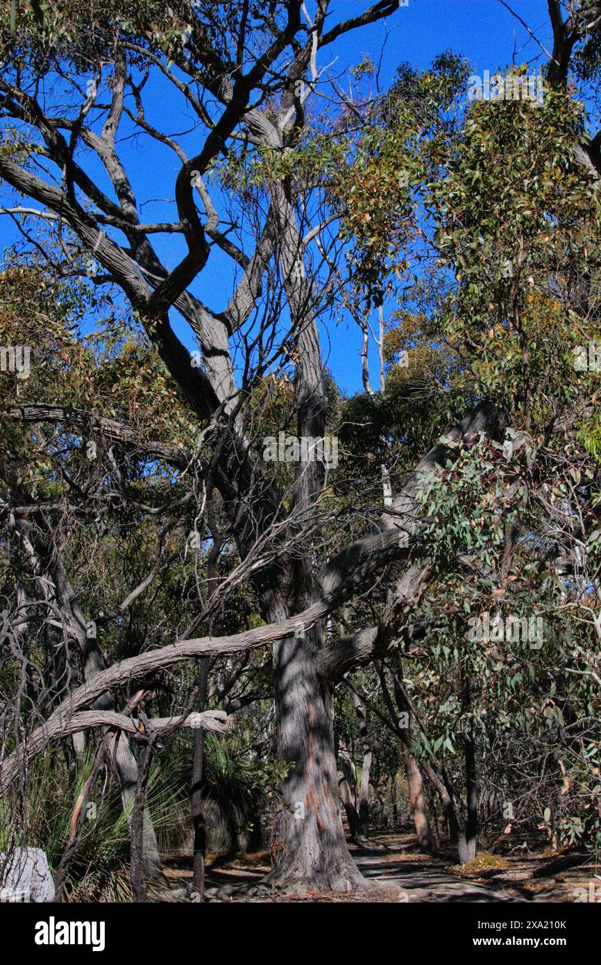 An Australian gum tree in a lush forest setting Stock Photo - Alamy
