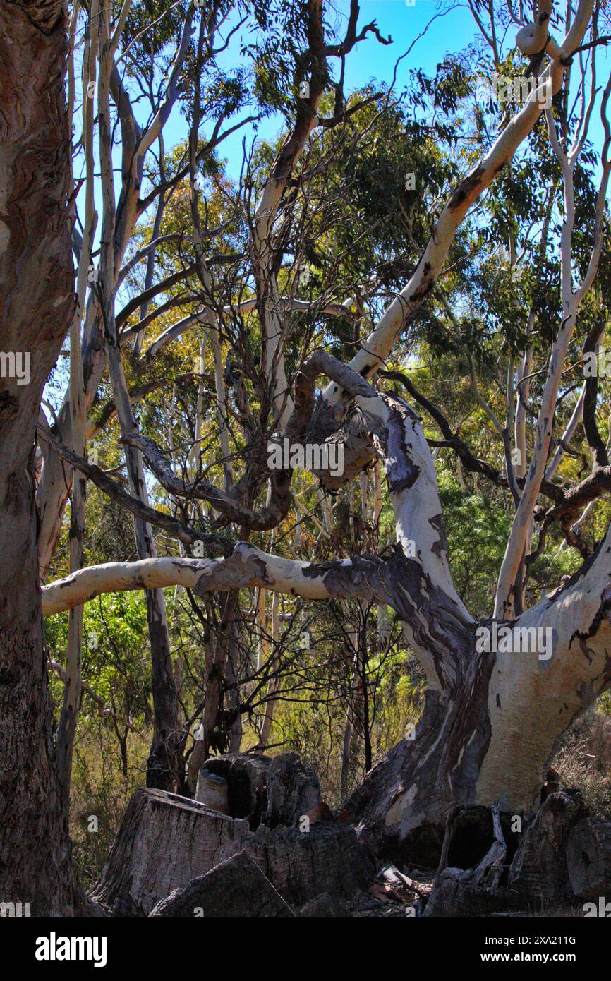 An Australian gum tree in a lush forest setting Stock Photo - Alamy