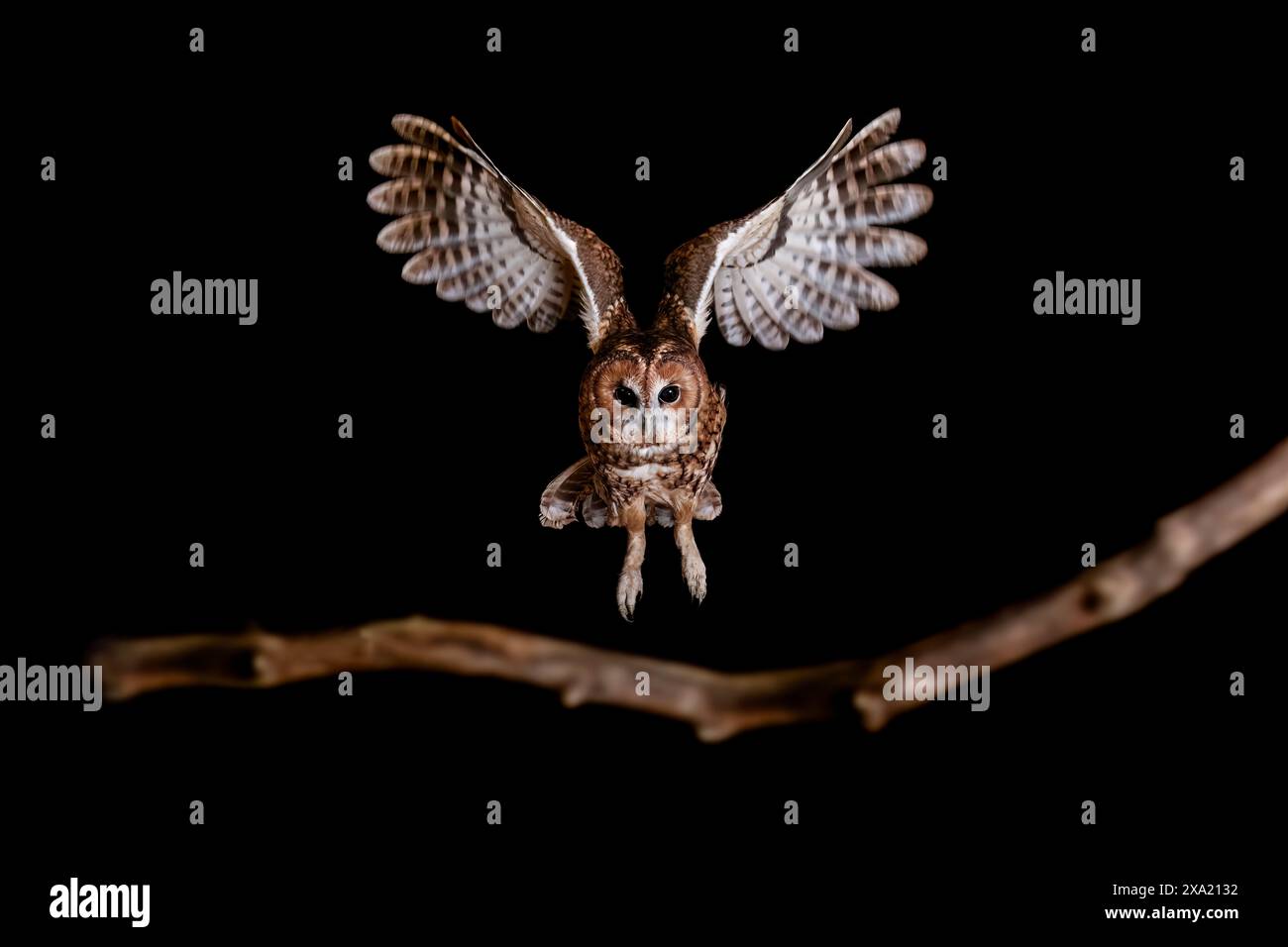Owl flying at night hi-res stock photography and images - Alamy