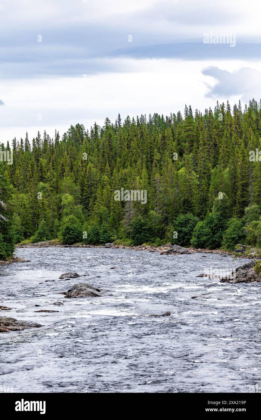 A picturesque Swedish river surrounded by dense evergreen foliage Stock ...