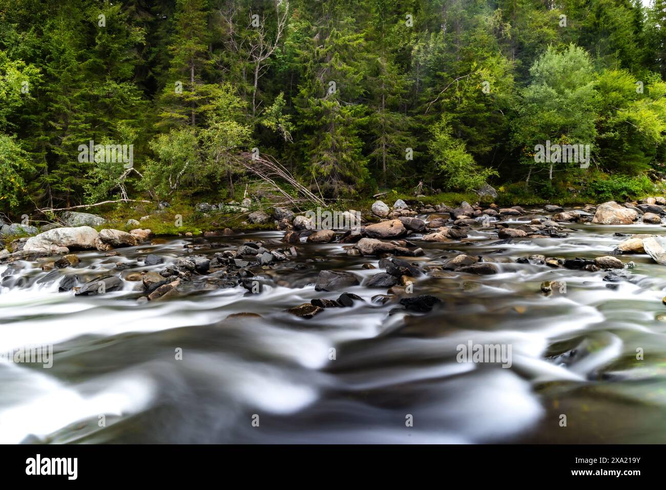 A picturesque Swedish river surrounded by dense evergreen foliage Stock ...
