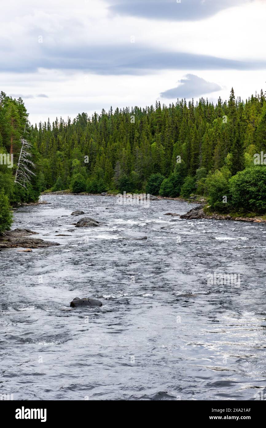 A picturesque Swedish river surrounded by dense evergreen foliage Stock ...
