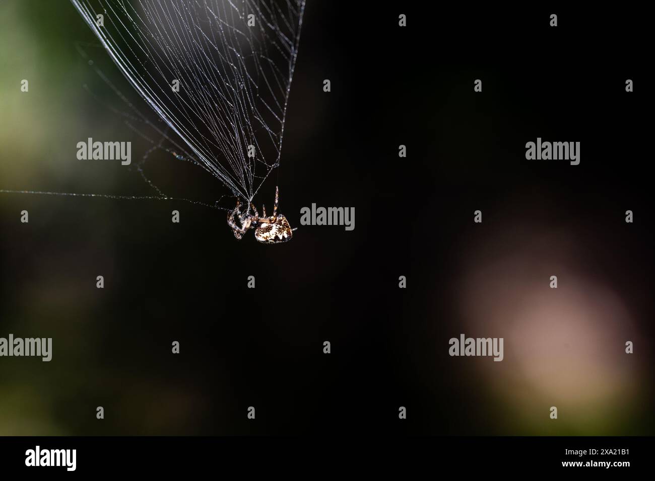 Spider sitting in center hi-res stock photography and images - Alamy