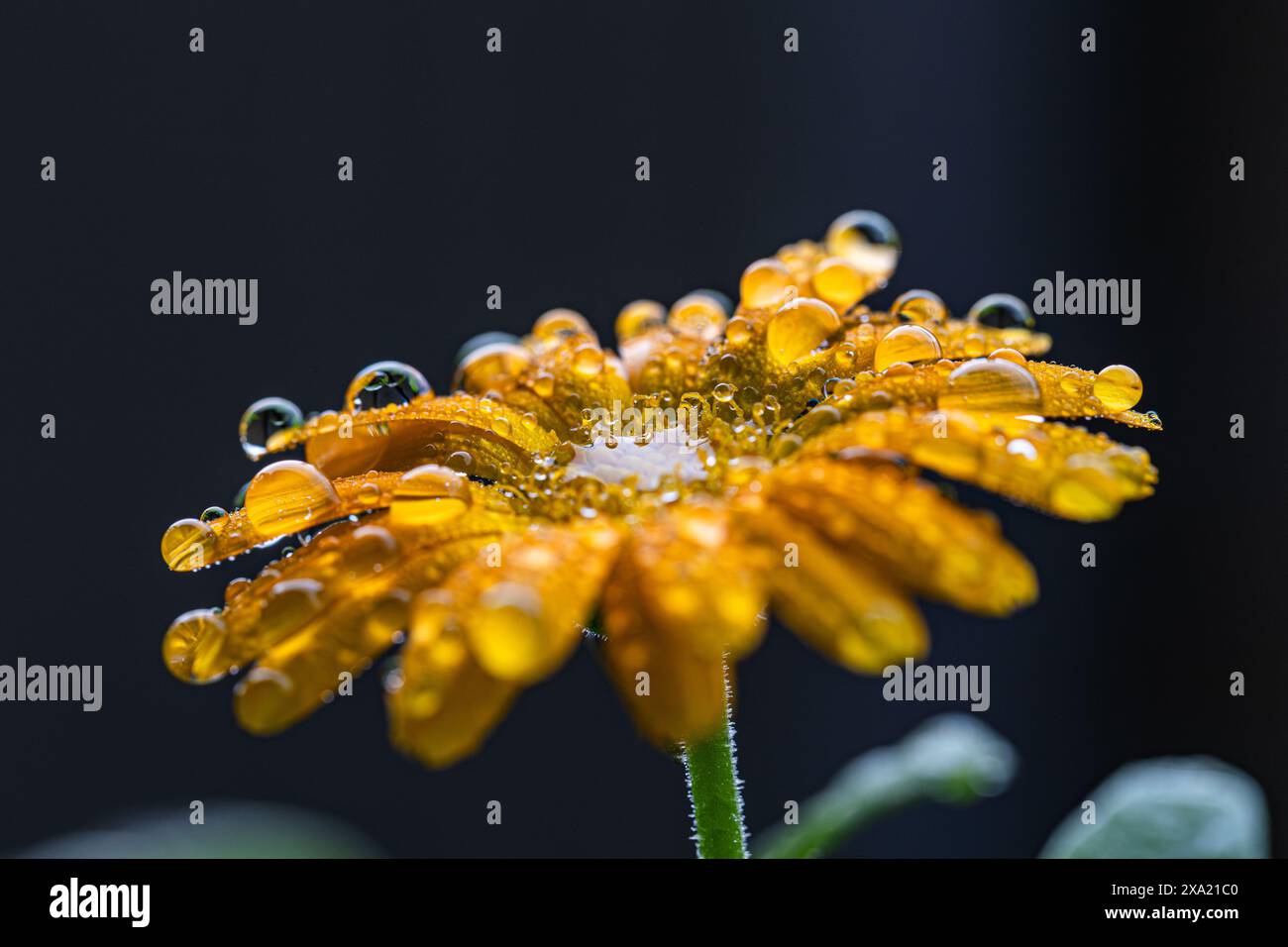 Clinging droplets hi-res stock photography and images - Alamy