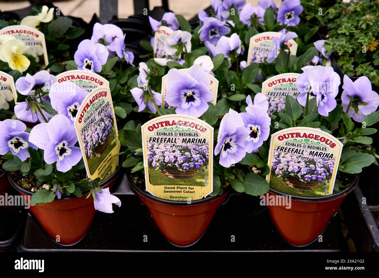 Rows of outrageous,freefall marina light purple pansies in orange ...
