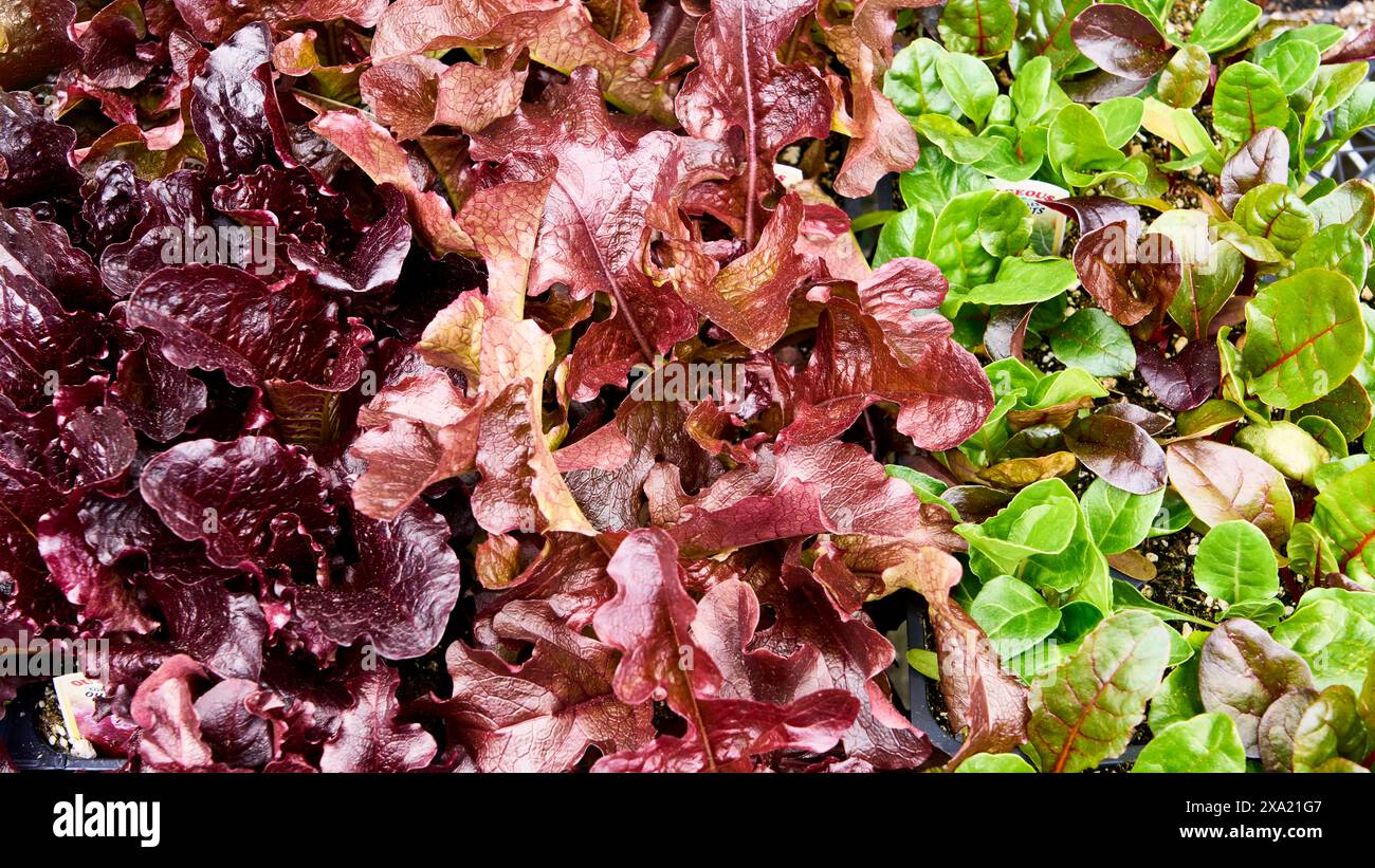 Rows of different colored lettuce for sale at a garden center Stock ...