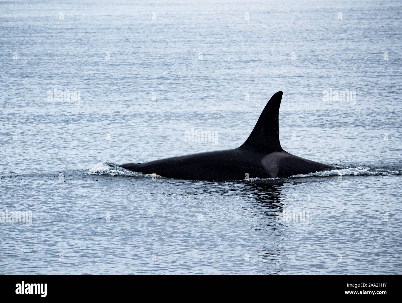 An orca swimming in the ocean with the fin above water Stock Photo - Alamy