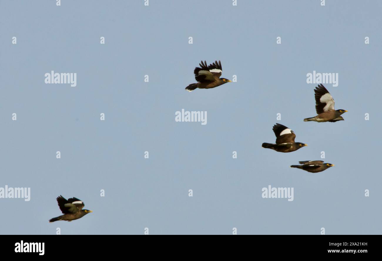 A flying flock of common mynas in the pale blue sky Stock Photo - Alamy