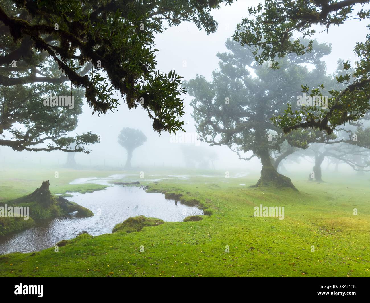 Fanal forest trees on hi-res stock photography and images - Alamy