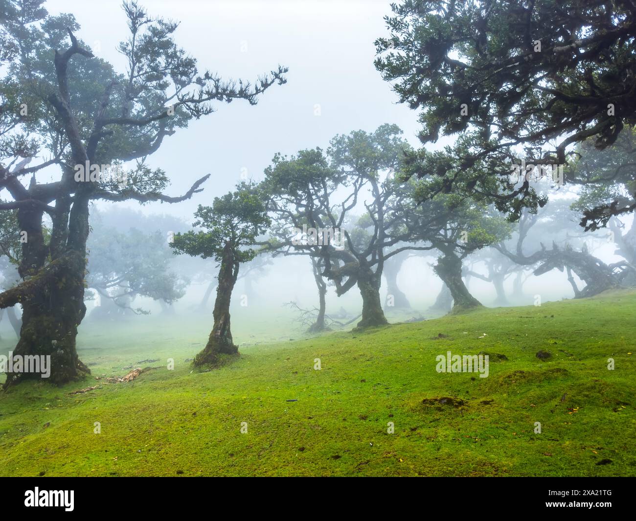 Fanal forest trees on hi-res stock photography and images - Alamy