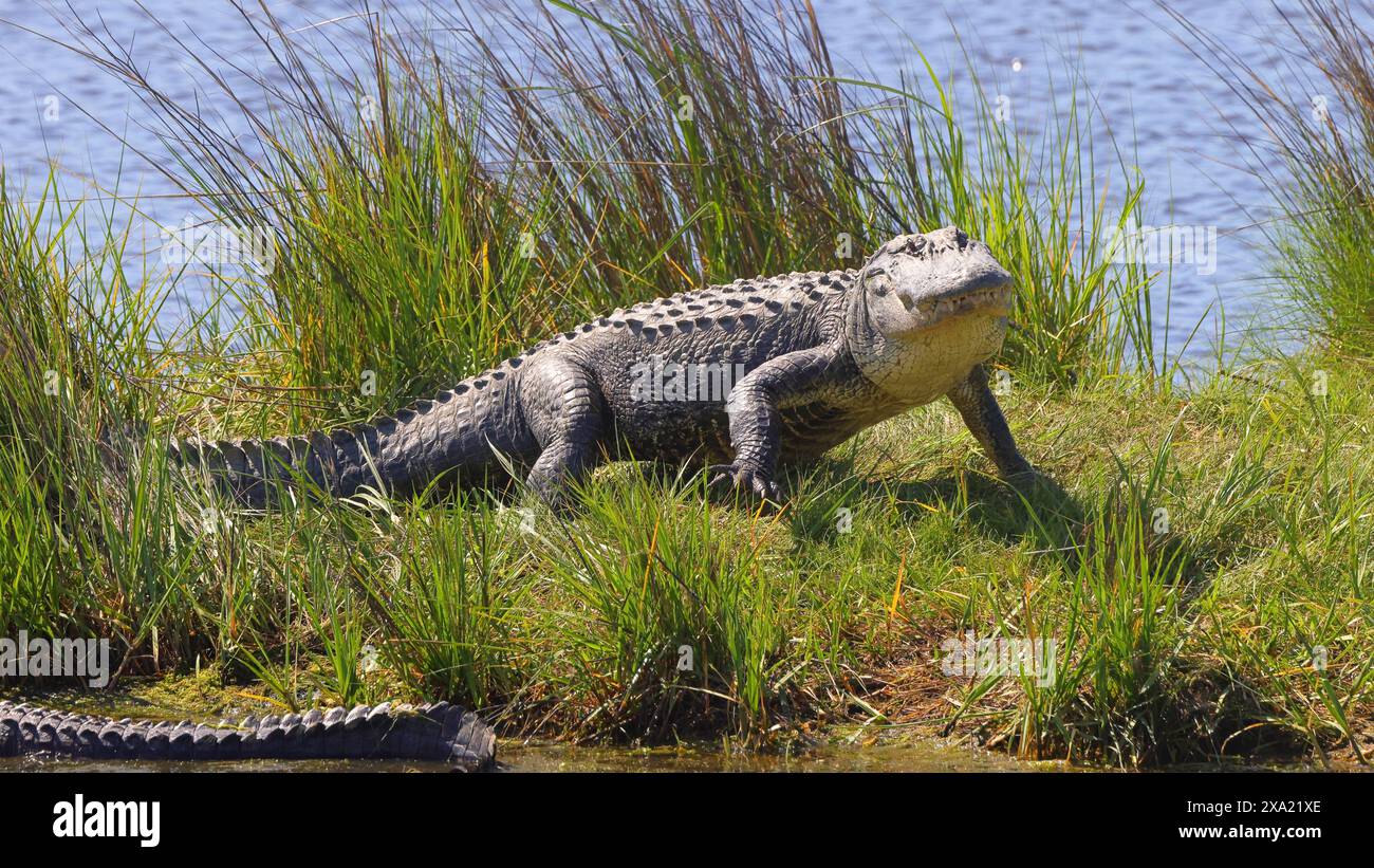 Slithering through grass hi-res stock photography and images - Alamy