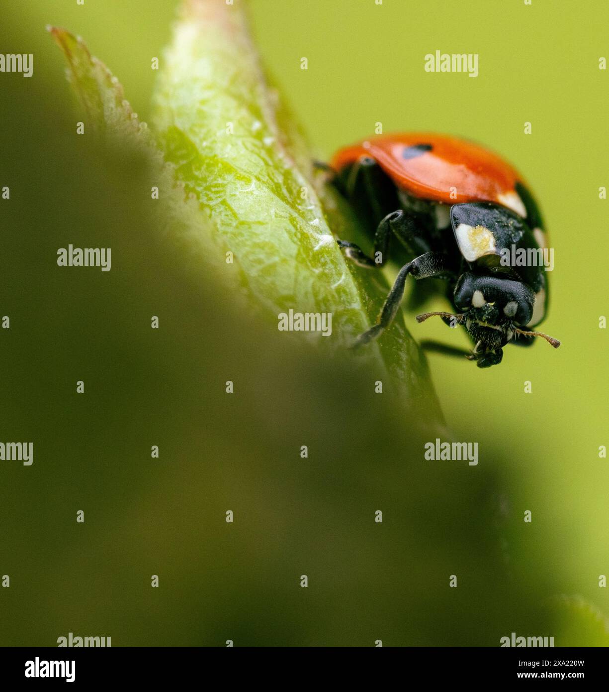 A small orange and black bug resting on a vibrant green leaf against a ...
