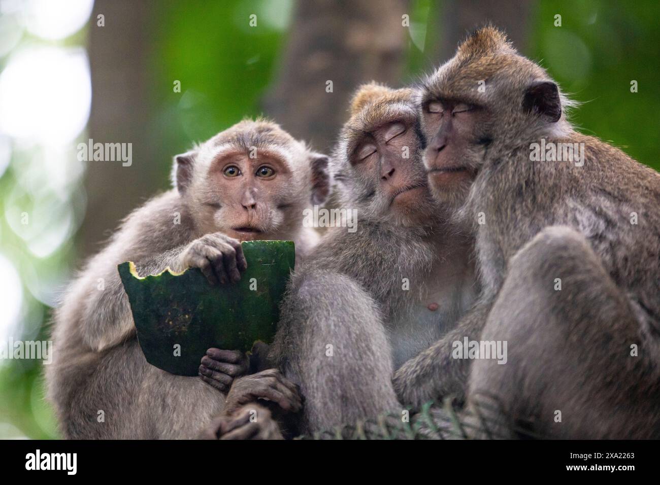 Three monkeys sit together, eating from a green plate Stock Photo - Alamy