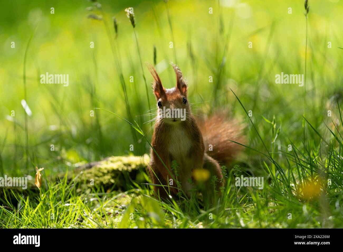 Red squirrel front view hi-res stock photography and images - Alamy