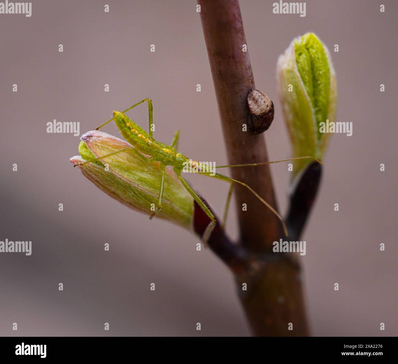 A close up macro of a pale green assassin bug. Zelus luridus Stock ...