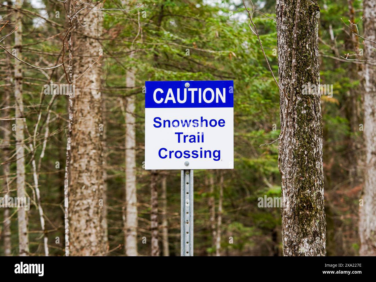 Blue and white caution sign in forest during low tide Stock Photo - Alamy