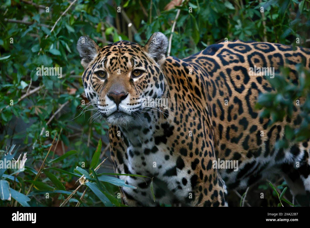 Enormous creature hi-res stock photography and images - Alamy Enormous creature hi-res stock photography and images - Alamy