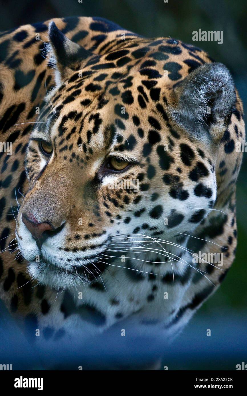 Leopard in grass field gazes forward Stock Photo - Alamy