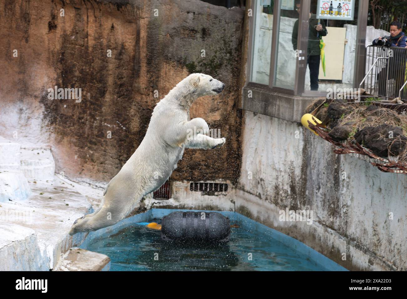 Bear hind legs hi-res stock photography and images - Alamy